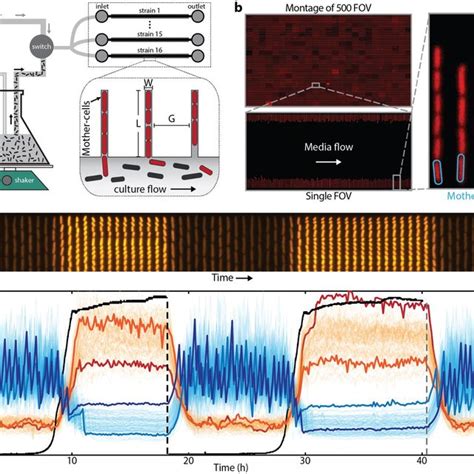 Accurate High Throughput Measurement Of Cell Growth Physiology And Download Scientific