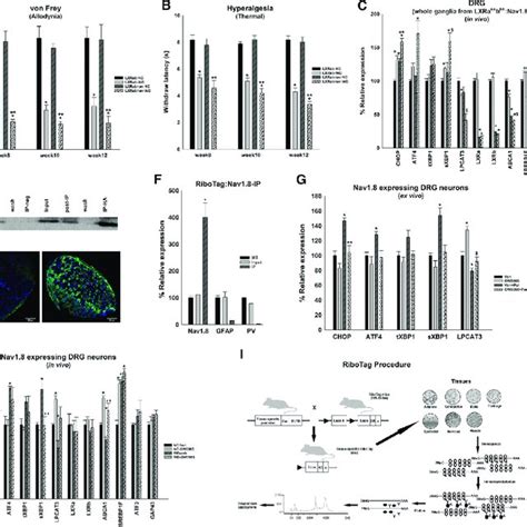 Lxr Agonist Gw3965 Regulates Drg Gene Expression And Protects From
