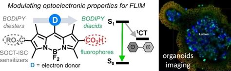 Optoelectronic Properties And Fluorescence Lifetime Imaging Application Of Donor‐acceptor Dyads