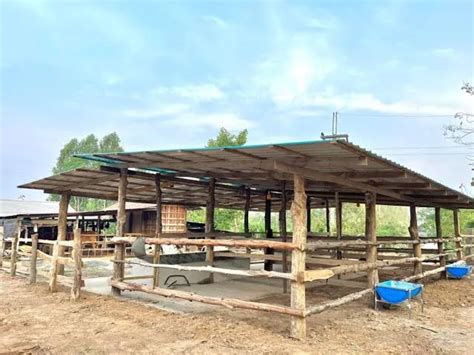 ไอเดียร์ทำคอกวัวราคาถูก