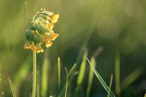 클로즈업 절연 부드러운 아름 다운 야생 노란색 꽃 필드 또는 흐린된 안개 부드러운 녹색 Bokeh 배경에 정원 높은 줄기에 피 아침 태양 조명 아름다움과 자연 개념의