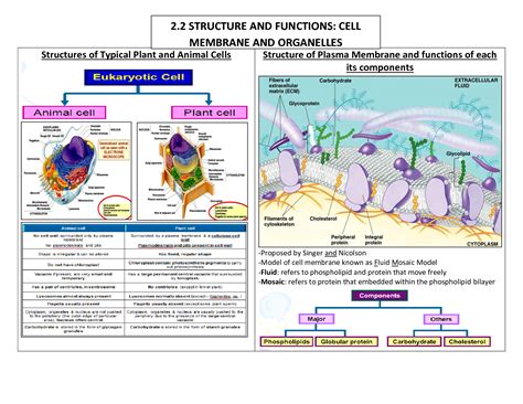 SOLUTION Biology Chapter 2 Cell Structure And Function Studypool