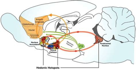 Motivational And Hedonic Circuits Hedonic Hotspots Are Shown In Nucleus Download Scientific