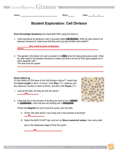 Cell Division Gizmo Name Block Date Babe