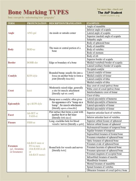 Condyle Bone Marking