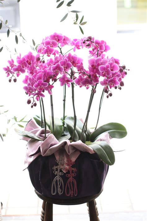 취업하게 위한 필수 과목 서양난 식재 디자인 배우기 고급 선물 추천 가드닝 클래스 네이버 블로그