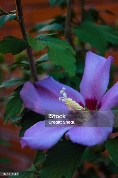 열 대 정원 자연 녹색 Bokeh 배경에 소프트 포커스에서 피 밝은 히 비 스커 스 꽃 개화기에 대한 스톡 사진 및 기타 이미지