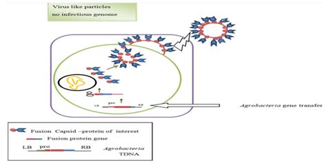 Virus Like Particle Production Mediated By Agrobacterium Expression
