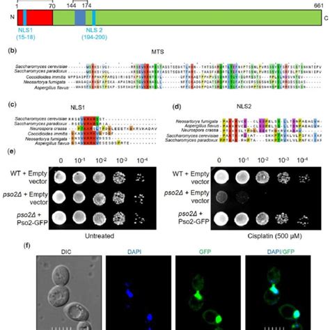 Nls1 Nls2 Mts And Active Site Amino Acid Sequences Of Pso2 Download Scientific Diagram
