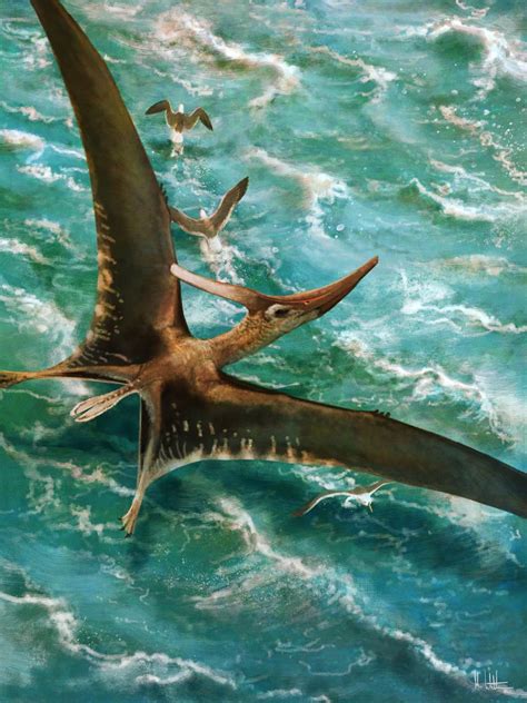 Pteranodon Wikizilla The Kaiju Encyclopedia