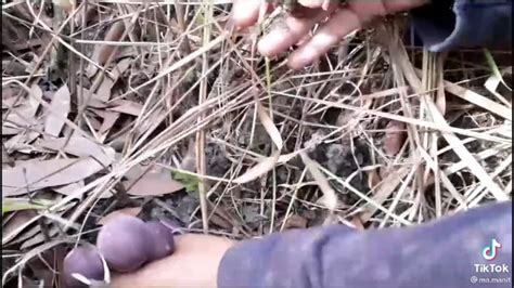 ថែមប្រេងខ្យងដឹងថាឆ្ងាញ់ Tnaot