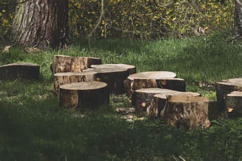 A Step Guide To Cutting Down A Large Tree Safely