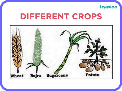 Picture Based Mention What Type Of Crop They Are Rabi Crop Or Kharif