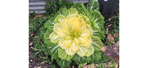 Frost Or Freeze What S The Difference Gail Damerow S Blog