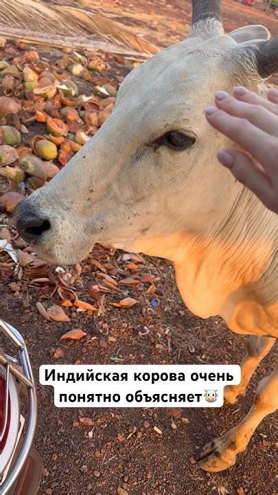 Встреча с коровой в Индии #travel #india #cow #путешествия #корова # ...