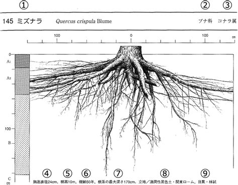 An Example Of The Illustration Of Soil Trench To Measure The Rooting