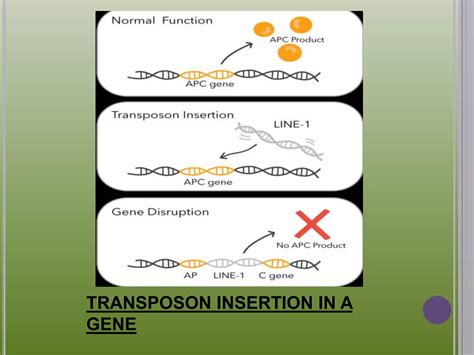 Transposon Mutagenesis And Site Directed Mutagenesis Pptx