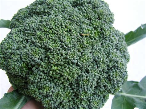 Calabrese Green Sprouting Broccoli Growin Crazy Acres