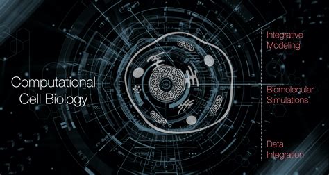 Institute Of Biochemistry Ii │ Goethe University Medical Faculty Frankfurt Computational Cell