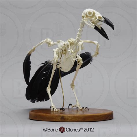 Mystical Raven Skeleton