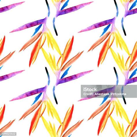 흰색 배경에 수채화로 손으로 그린 여러 가지 빛깔의 열대 스트렐리치아 꽃의 매끄러운 패턴 스트렐리치아 밝은 꽃잎 블루 보라색 오렌지 레드 옐로우 벽지 섬유 결혼식 여름 열대