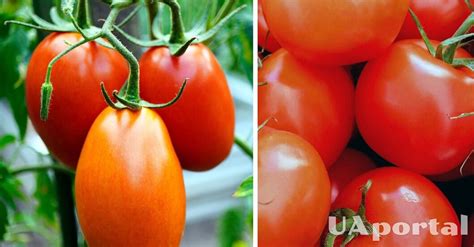 Як висаджувати помідори у відкритий ґрунт коли можна пересаджувати розсаду помідорів