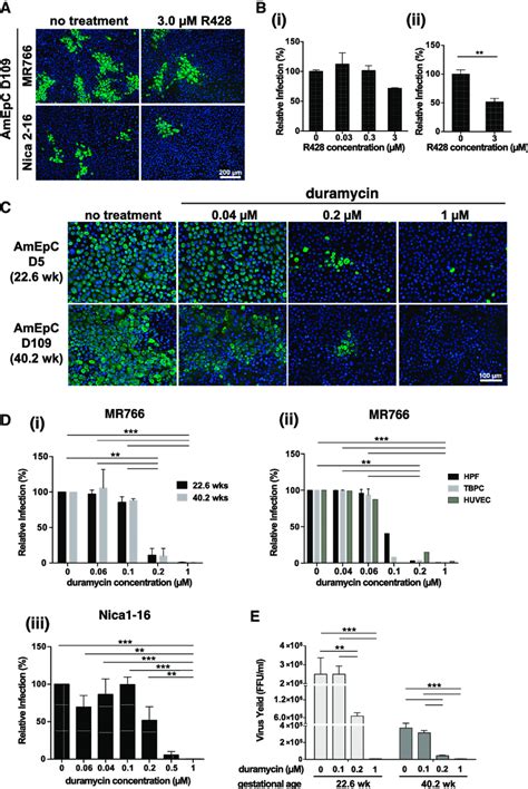 Axl And Tim1 Inhibitors Block Zikv Infection Differentially In Primary Download Scientific