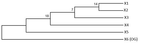 Can Anyone Help Me Interpreting This Phylogenetic Tree Researchgate