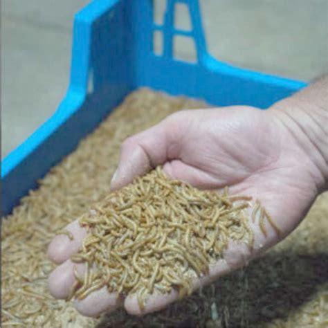 Insect Breeding Box Egmont Commercial