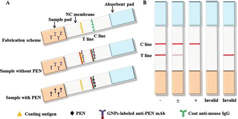 Schematic Illustration Of A Immunochromatographic Test Strip And B
