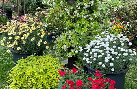 ფლორა პლიუსი 🌺🌸🌼მალე გაზაფხული მოვა🌸🌼🌺 🌺🌼🌸ჩვენი ეზოს