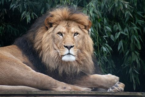 Aslan · Lions The Lions Foundation · Stichting Leeuw