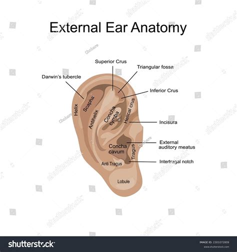 Triangular Fossa Teeth