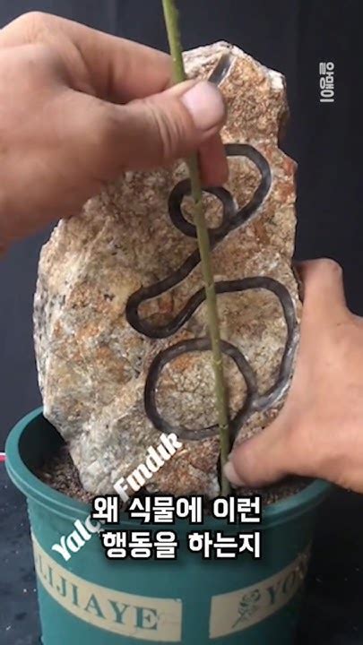 돌을 이용해 장식용 식물을 만들어 봤어요 🪴 Youtube