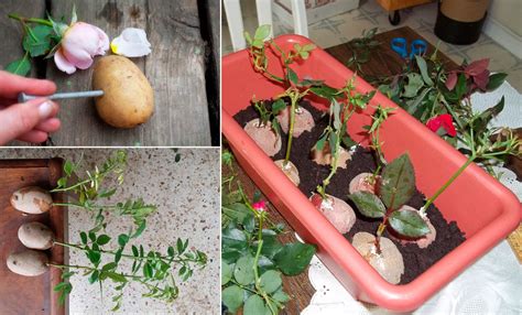 Размножение роз черенками в домашних условиях из букета способ черенкования в картошке