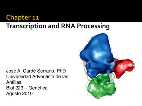 PPT Chapter 11 Transcription And RNA Processing PowerPoint Presentation ID 5057759
