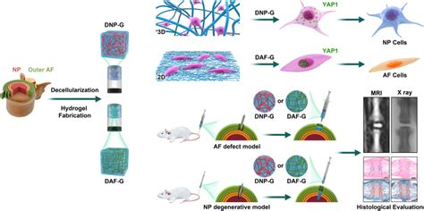 Decellularized Disc Hydrogels For Hbmscs Tissue Specific