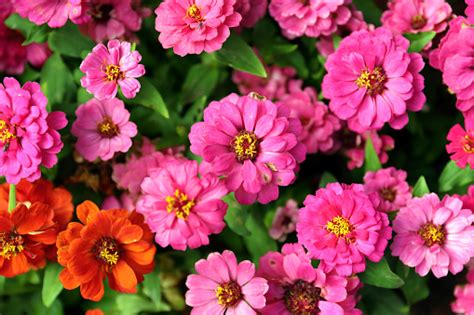 작은 분홍색 데이지와 흰색 데이지의 사진 아름다운 작은 화려한 꽃 0명에 대한 스톡 사진 및 기타 이미지 0명 4월 개화기 Istock