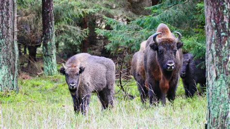 Deadly Roads And Railways For European Bison Conservation