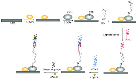 Schematic Illustration Of The Electrochemical Genosensor Fabrication Download Scientific