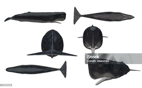 6 개의 다른 보기 절연 흰색 배경 3d 렌더링과 Cachalot 정자 고래의 여러 각도 보기 향고래에 대한 스톡 사진 및 기타 이미지 Istock