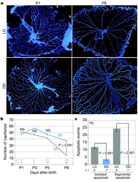 光とメラノプシンはマウス胎児の目の発生を調節する 生命医科学雑記帳