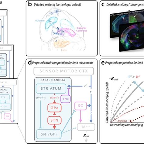 Proposed Functional Architecture Of Basal Ganglia A Schematic Of Download Scientific Diagram