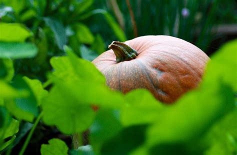 Farm To Table 74 1 The Great Full Garden