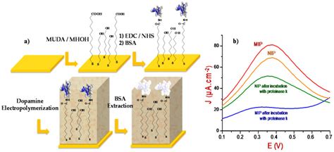 Contribution To The Understanding Of The Interaction Between A