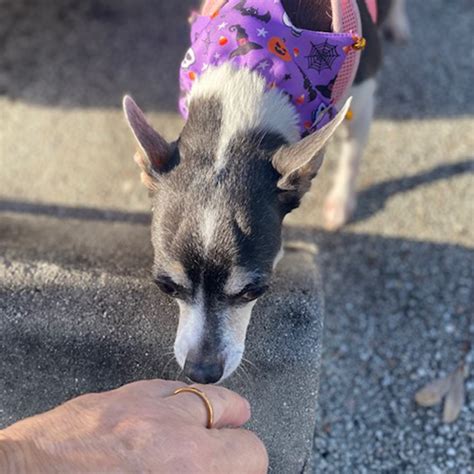 Donate Brevard Humane Society