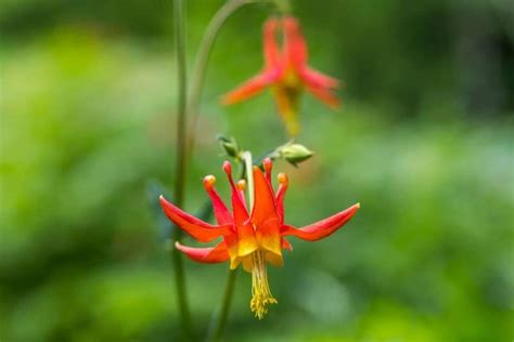 Utah Native Plants List Plants For A Sustainable Landscape