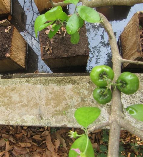 Clone Any Tree To Create Mature Copies In Two Months Air Layering Agriculture Nigeria