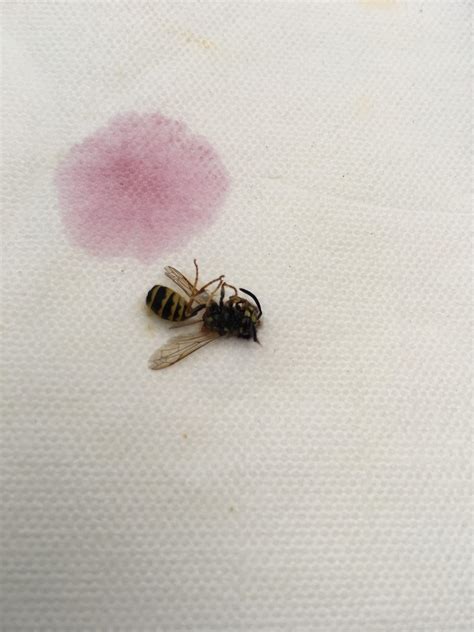 Is This A Real Wasp That Can Sting Or A Fake Wasp To Scare People It