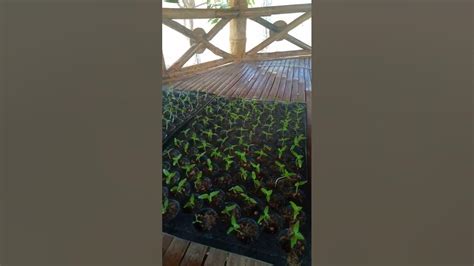 [ដំណាំ]ធម្មជាតិ 🌿🍀 ️ ធម្មជាតិ ដំណាំធម្មជាតិ Cover ស្រស់ស្រាយ Youtube